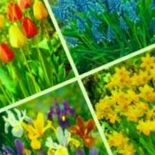 4 Beautiful Spring Plants for Your Garden Hedge